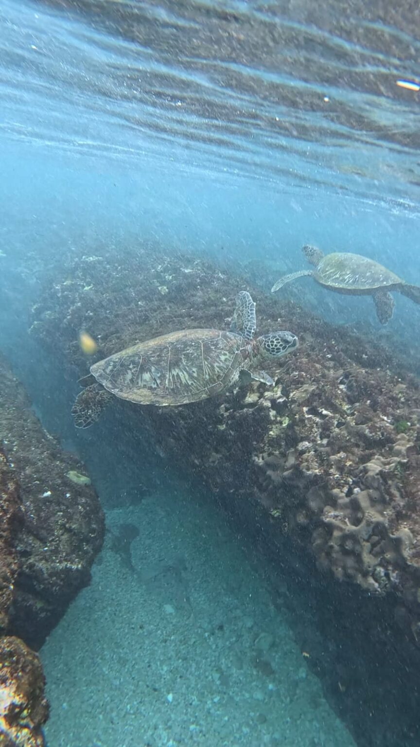 Hands down, Taiwan is the best place to swim with turtles!