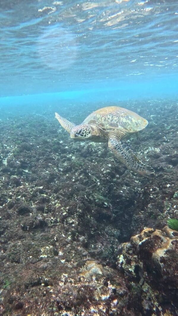 Hands down, Taiwan is the best place to swim with turtles!